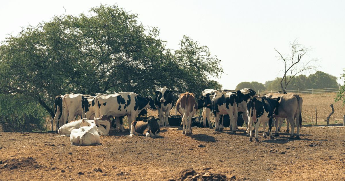 Should You Invest in a Zimbabwe Farm? - Propertybook