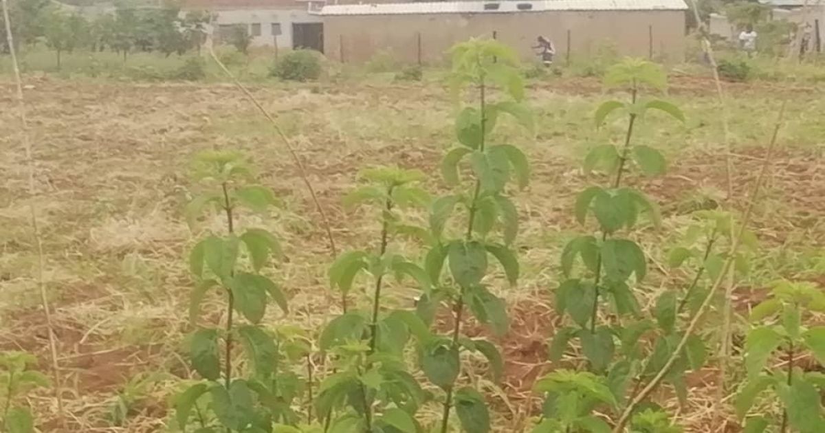 Residential Stand for Sale in Rydale Ridge Park, Harare - Propertybook